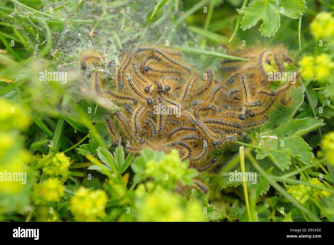 Grubs hi-res stock photography and images - Alamy