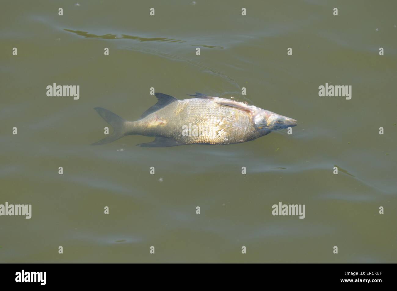 Sea carp hi-res stock photography and images - Alamy