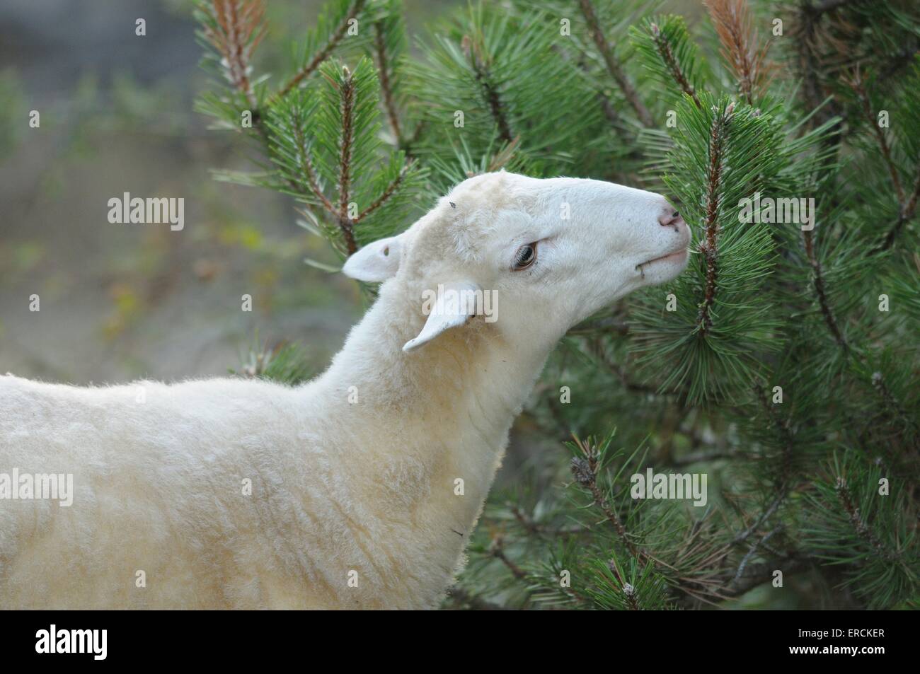 Ercker hi-res stock photography and images - Alamy