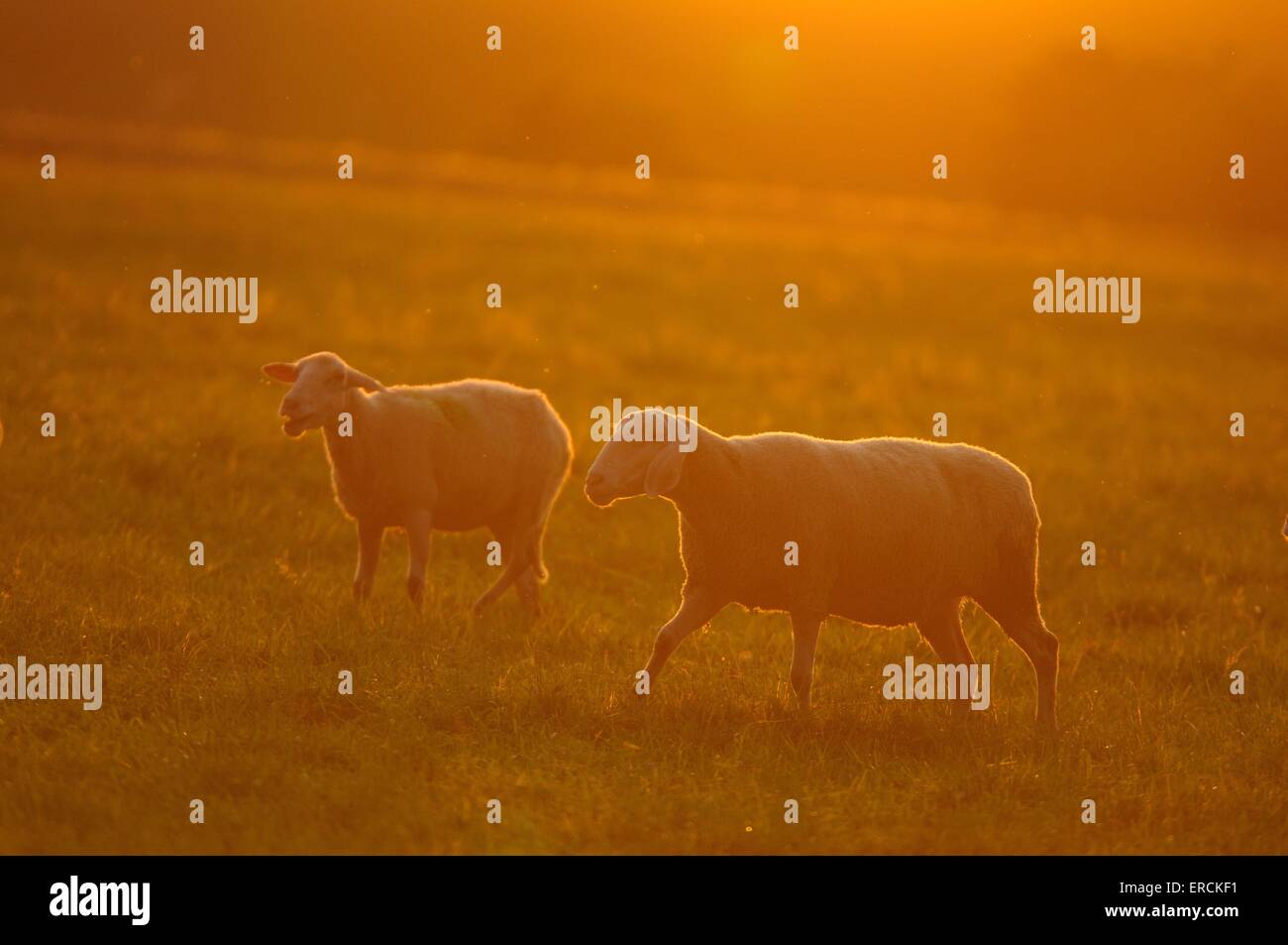 Sheeps movement hi-res stock photography and images - Alamy