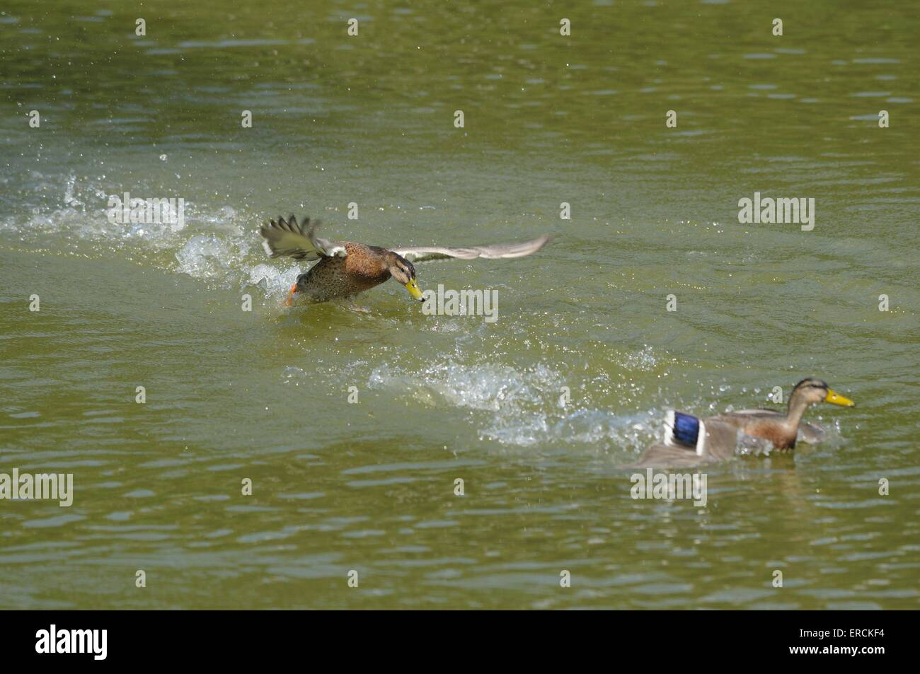 Mallards swim hi-res stock photography and images - Alamy
