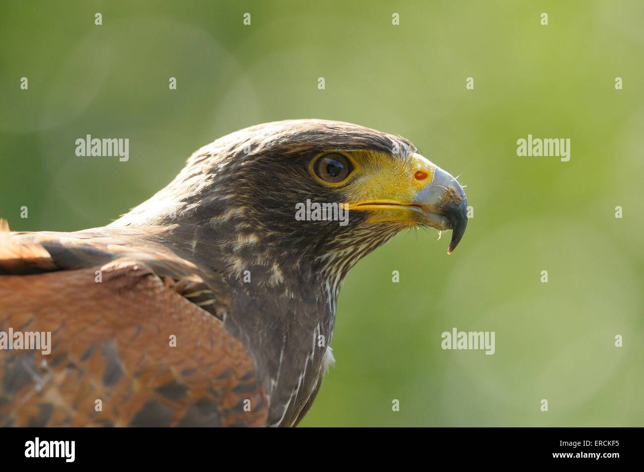Harriss hawk portrait hi-res stock photography and images - Alamy
