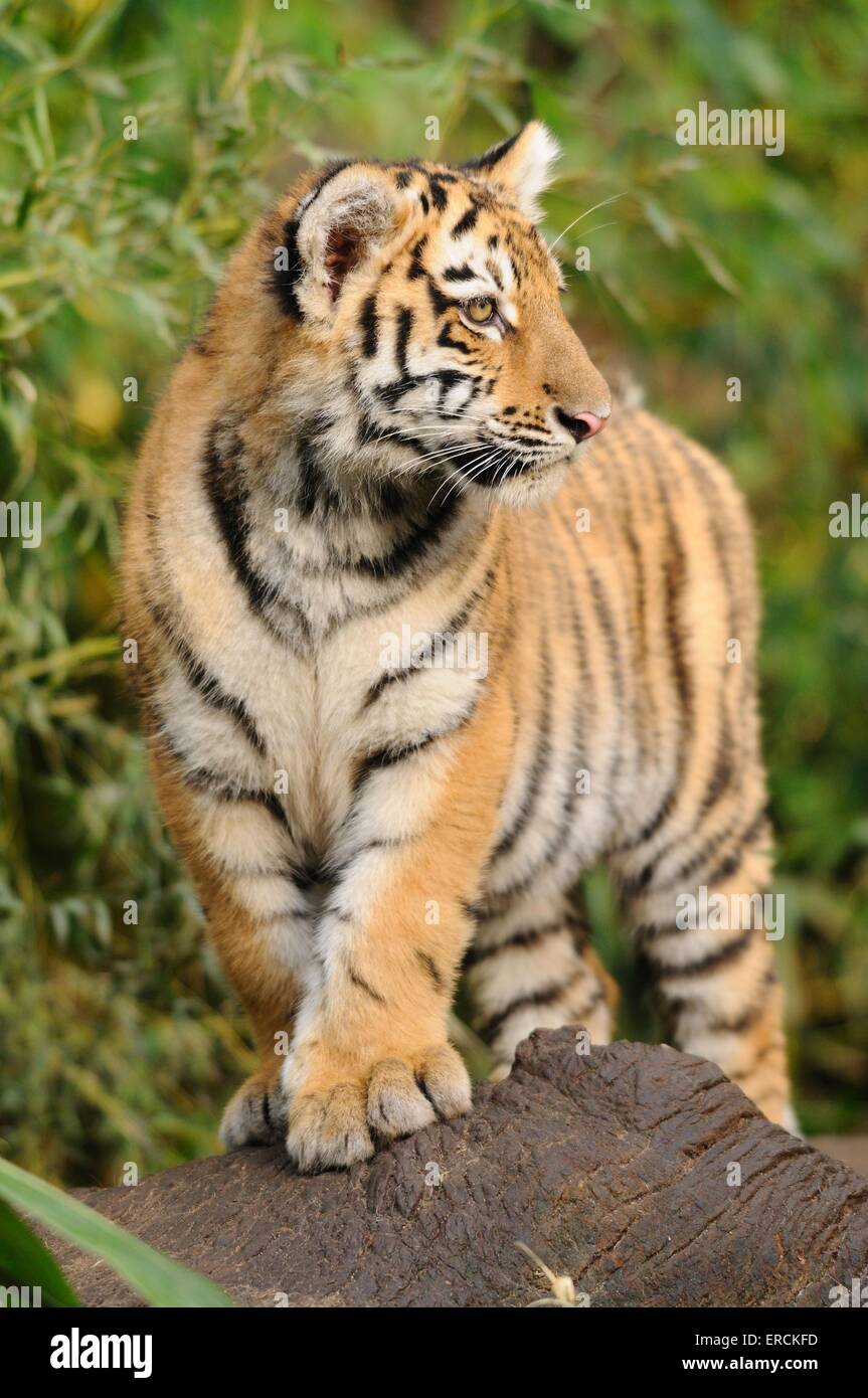 Tiger standing with baby tiger hi-res stock photography and images - Alamy