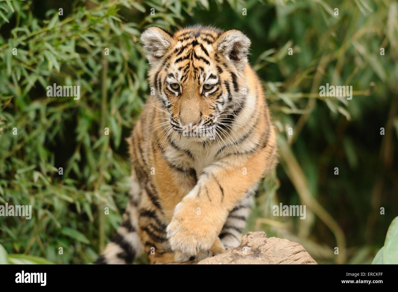 Young Tiger Stock Photos & Young Tiger Stock Images - Alamy