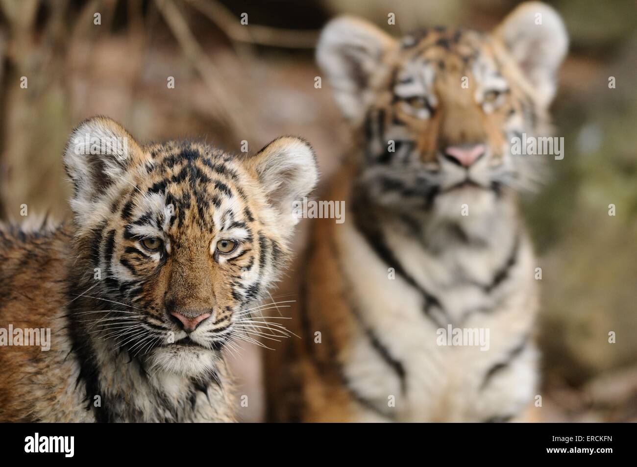 Two baby tigers hi-res stock photography and images - Alamy