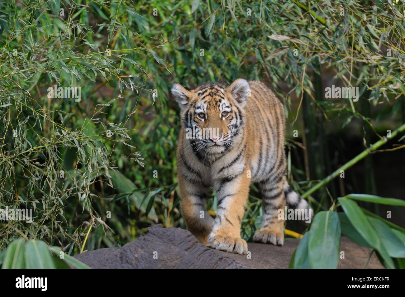 Amur tiger hi-res stock photography and images - Alamy