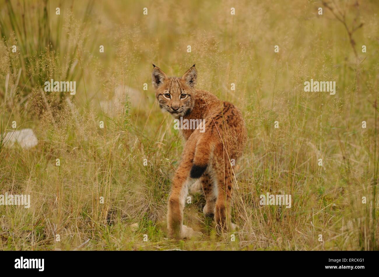 Lynx babies hi-res stock photography and images - Alamy
