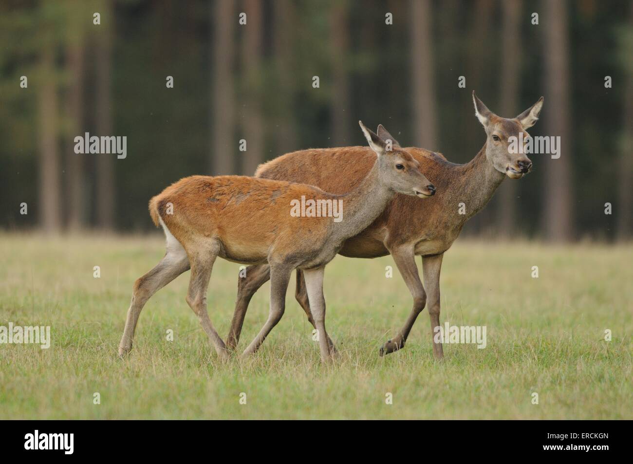 Walking female red deer doe hi-res stock photography and images - Alamy