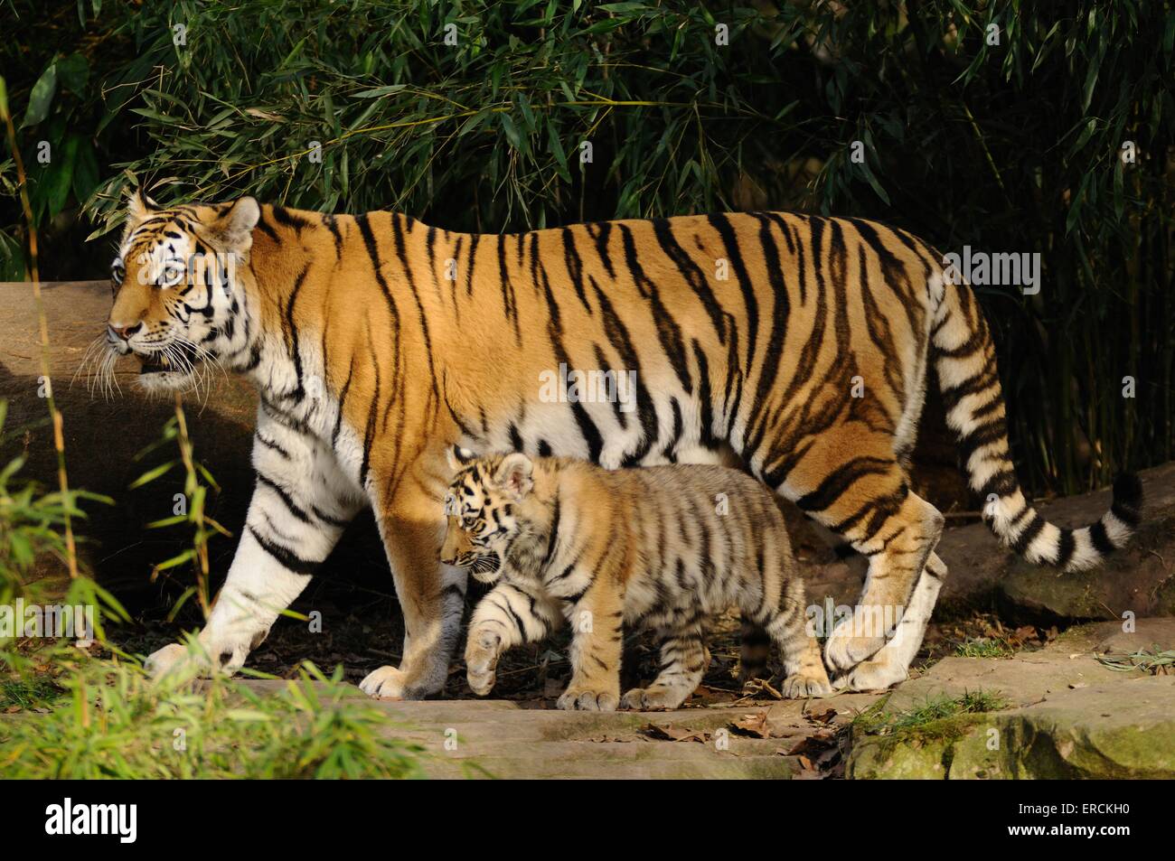 Siberian Tiger Profile High Resolution Stock Photography and Images - Alamy