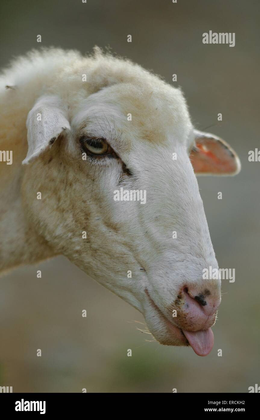 Sheep tongue hi-res stock photography and images - Alamy