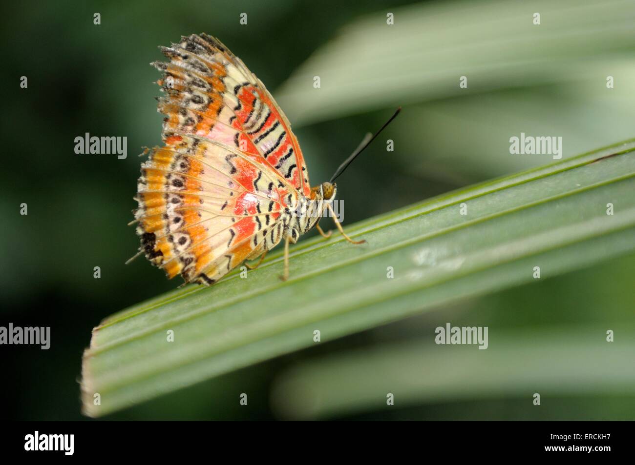 Butterfly lepidoptera neoptera pterygota insecta hexapoda arthropoda hi ...