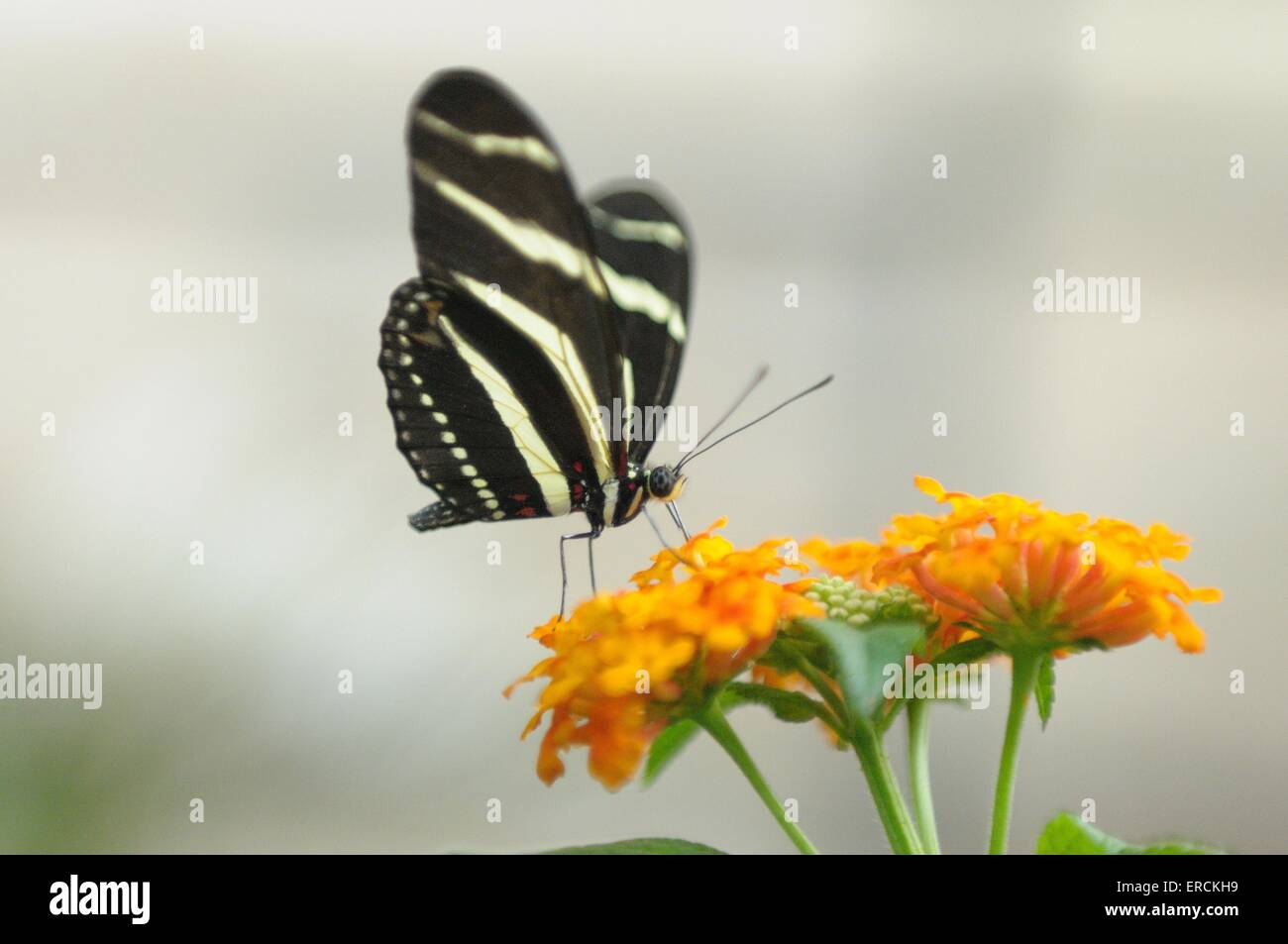Butterfly lepidoptera neoptera pterygota insecta hexapoda arthropoda hi ...