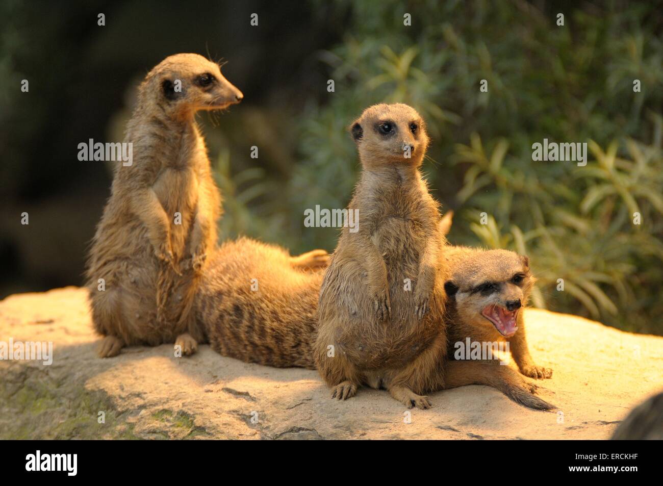 Suricats hi-res stock photography and images - Alamy