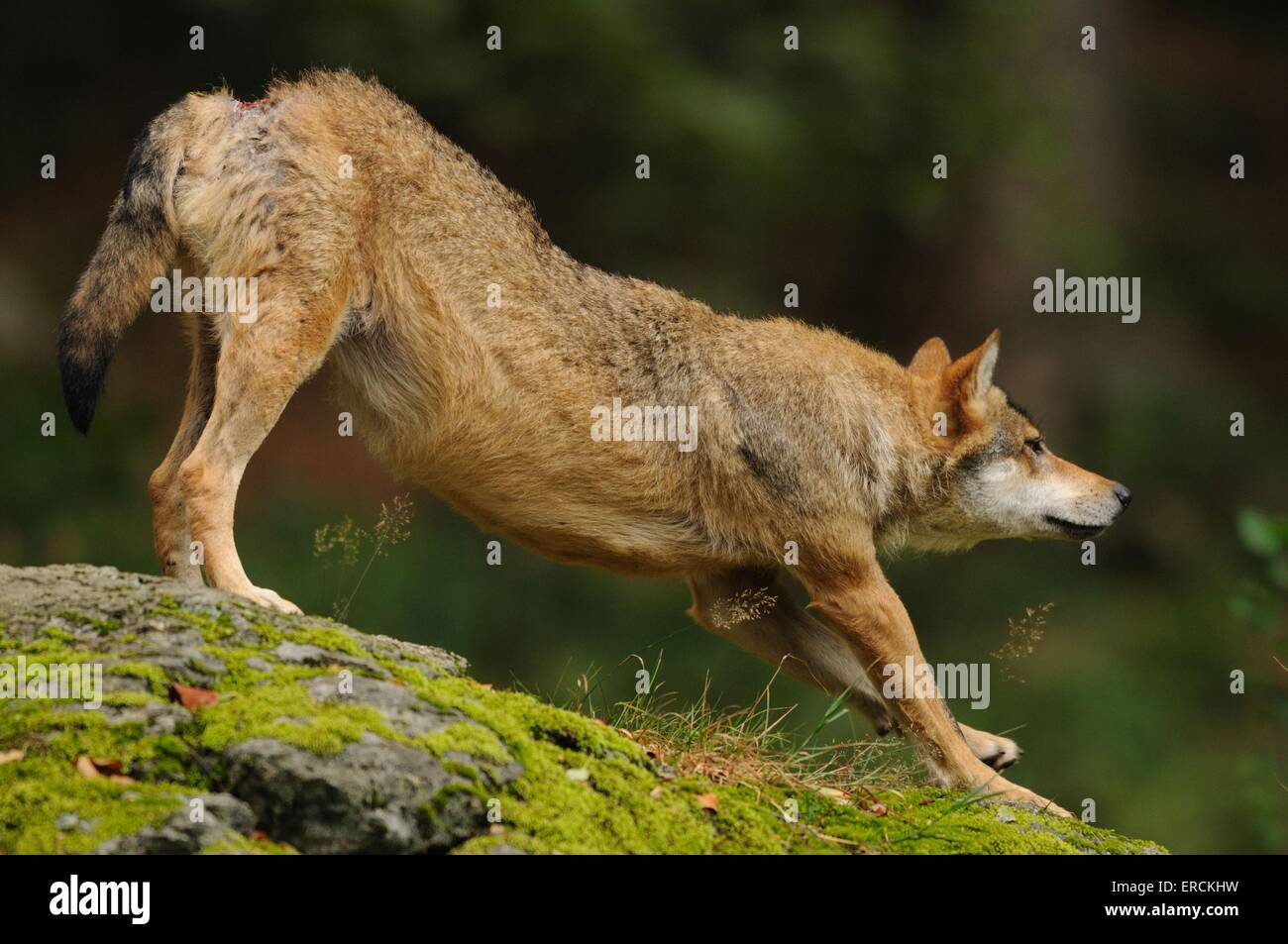 Grey wolf canis lupus stretching hi-res stock photography and images ...