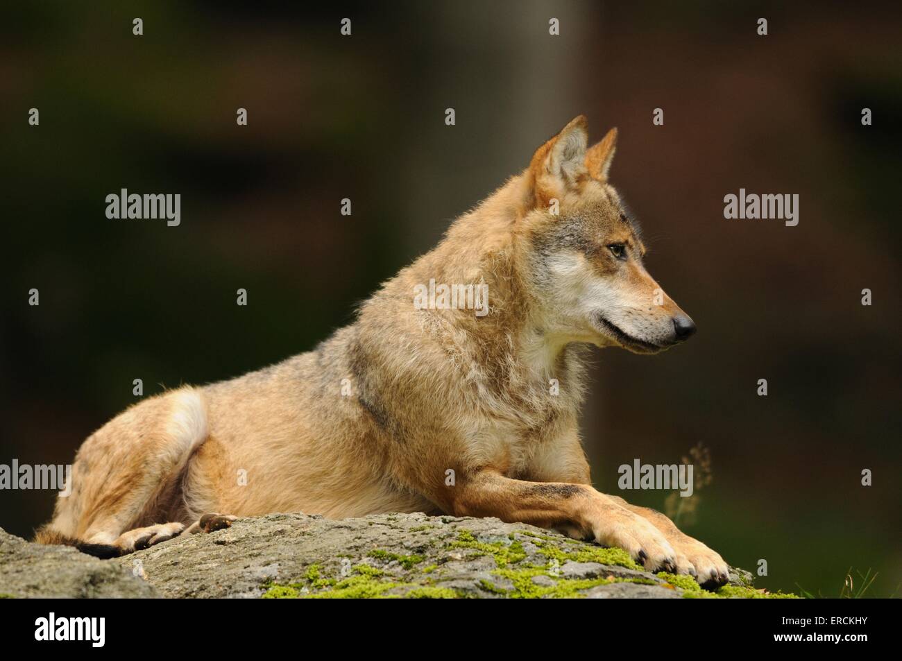 Wolf laying stone hi-res stock photography and images - Alamy