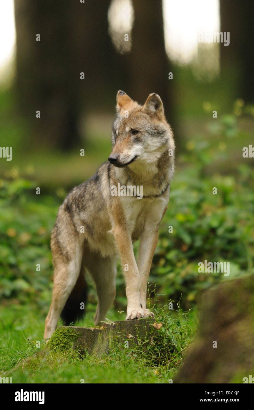 Greywolf greywolves hi-res stock photography and images - Alamy
