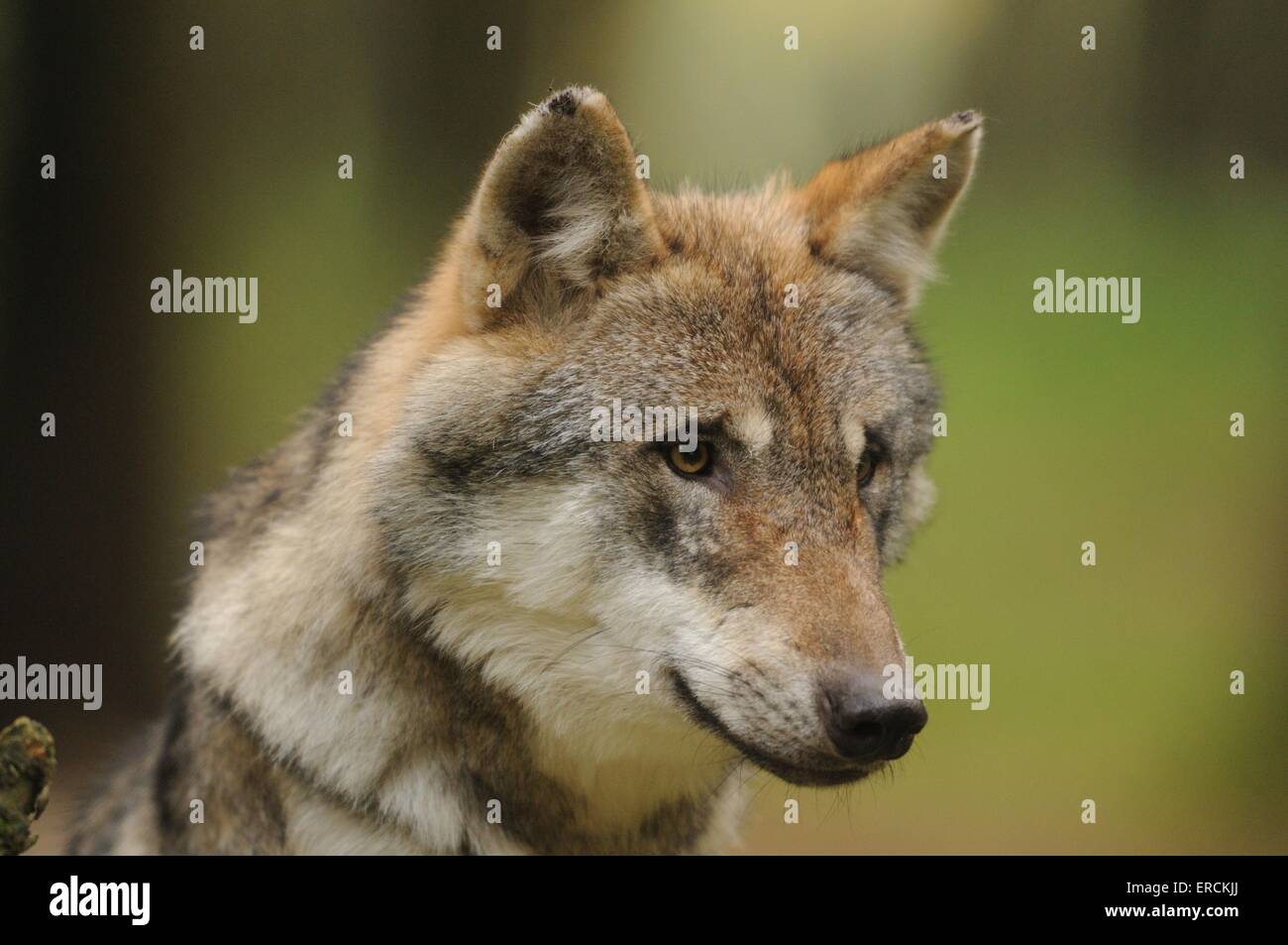 Greywolf greywolves hi-res stock photography and images - Alamy