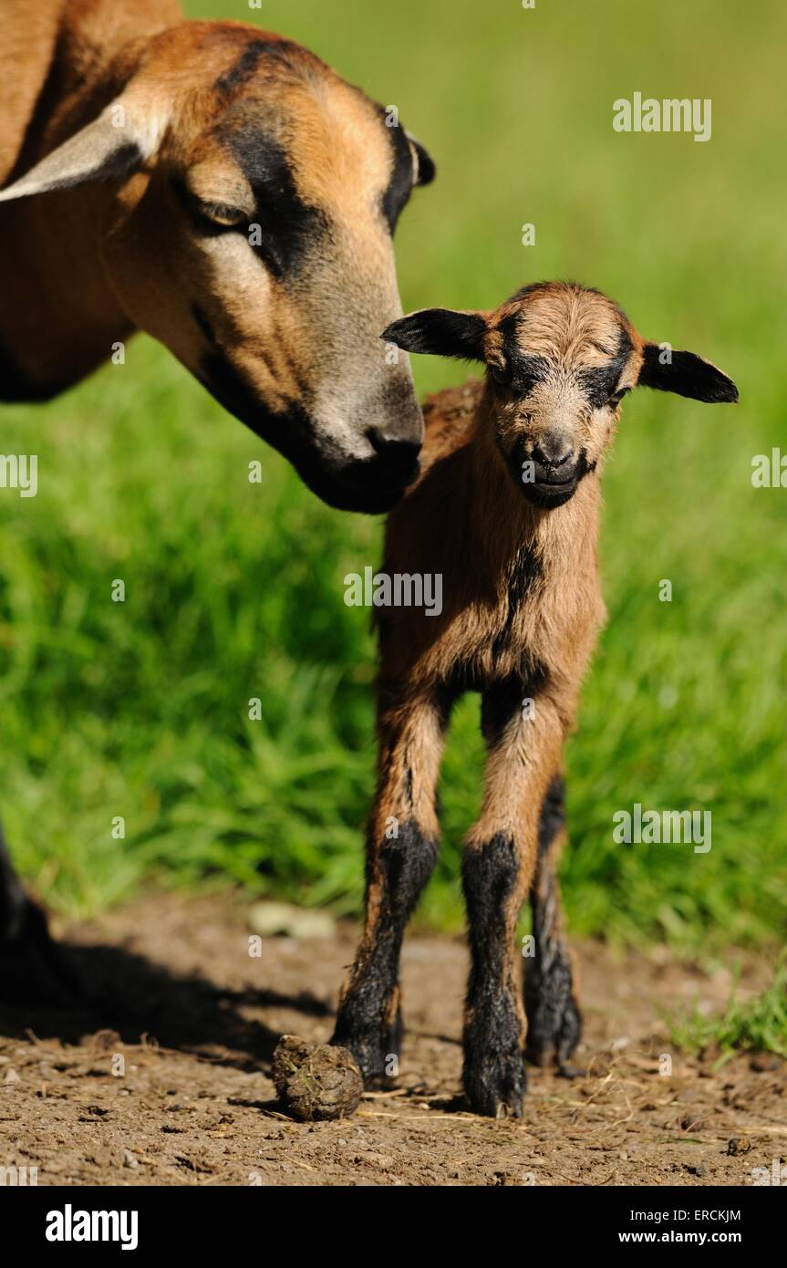 Babies sheeps hi-res stock photography and images - Alamy