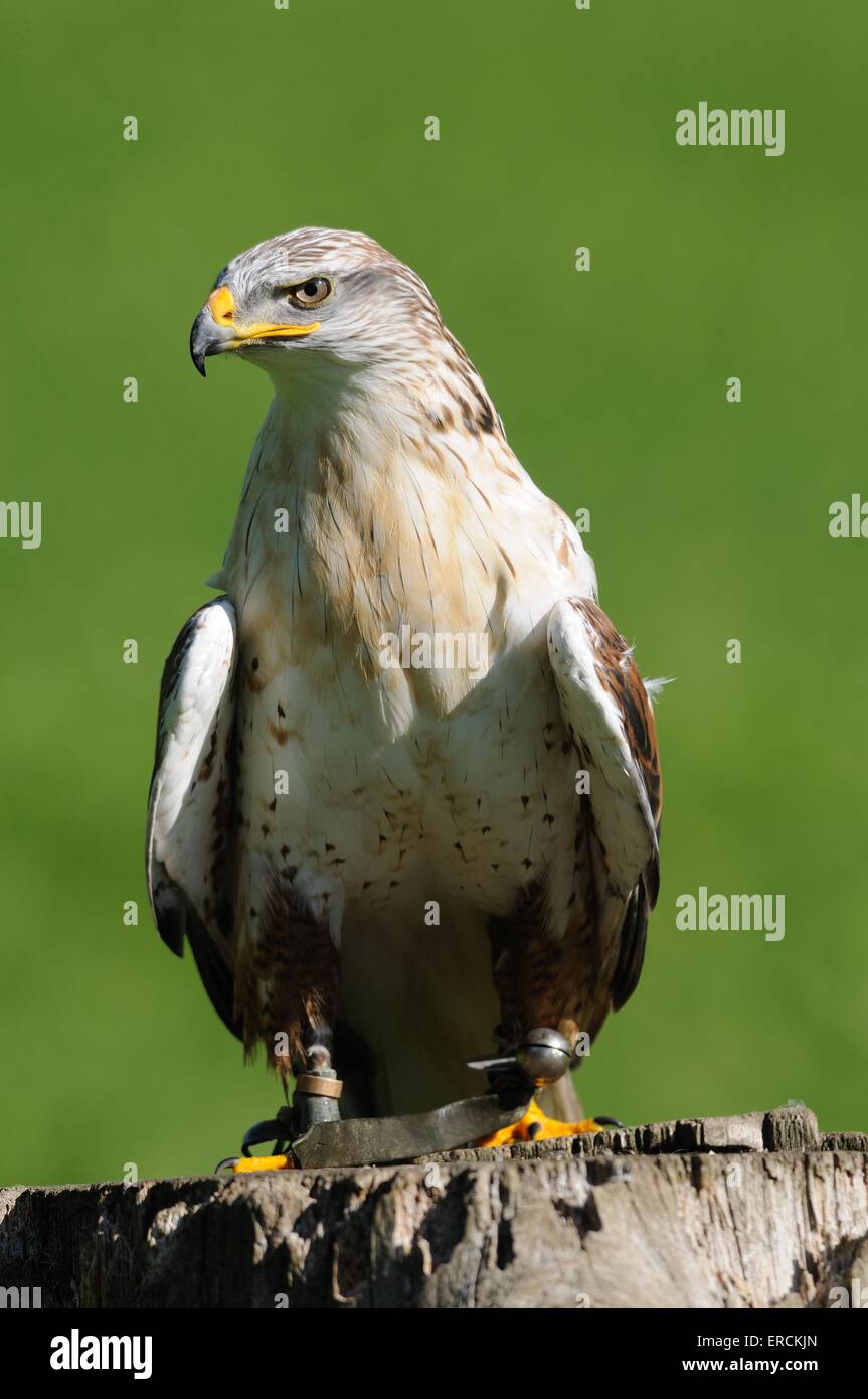 Ferruginous hawk hi-res stock photography and images - Alamy