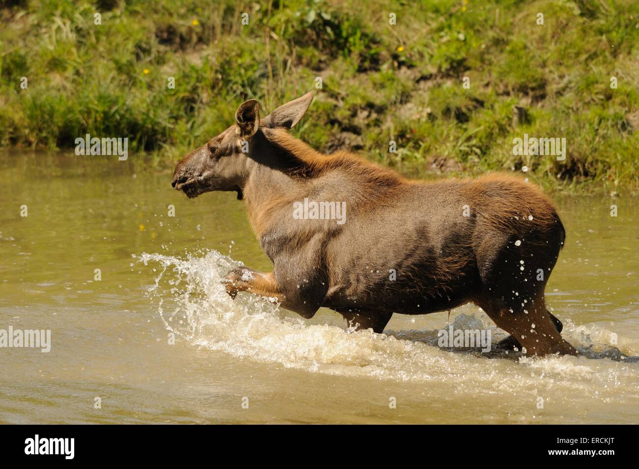Running elk hi-res stock photography and images - Alamy