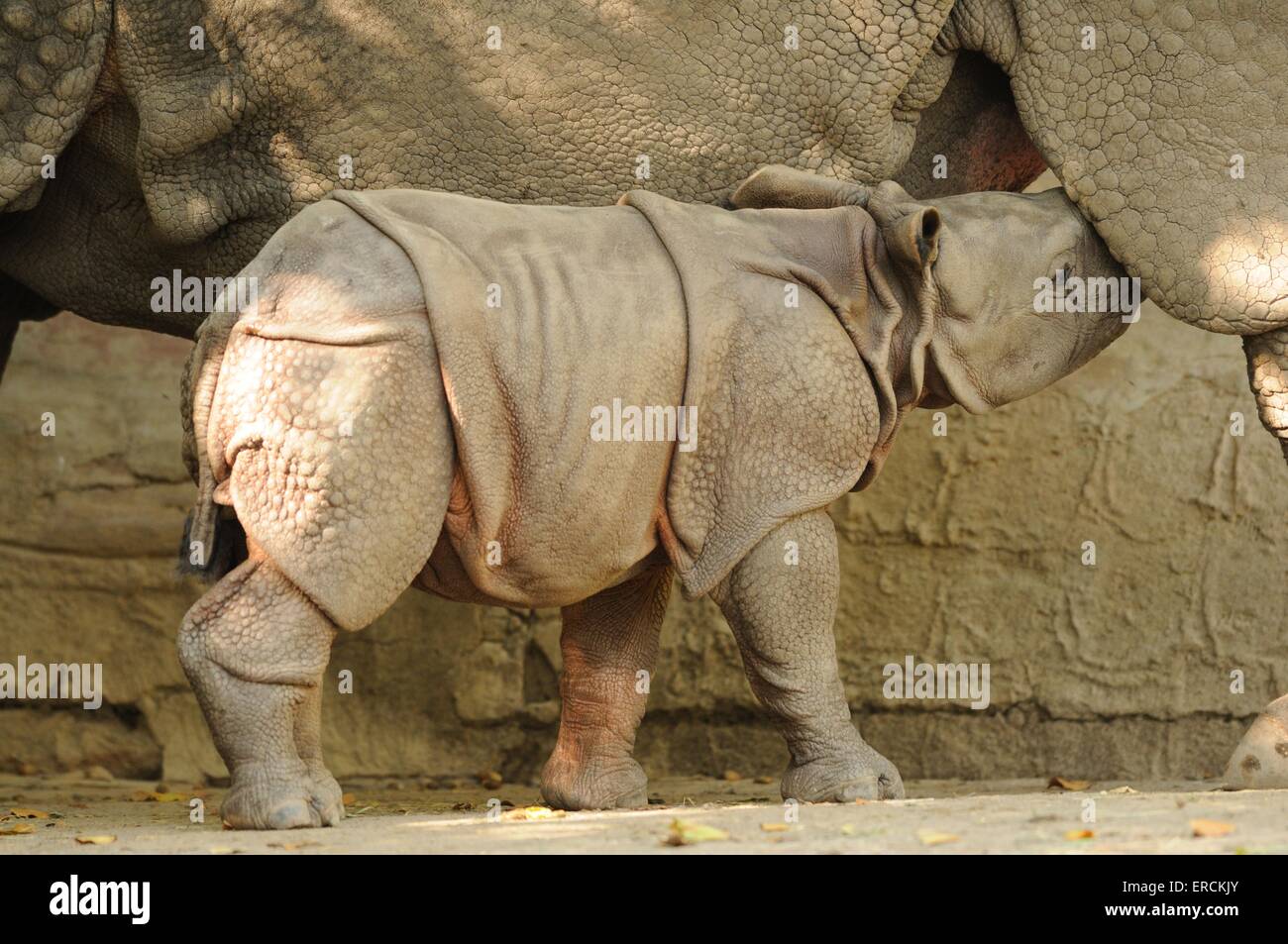 Rhinoceroses hi-res stock photography and images - Alamy