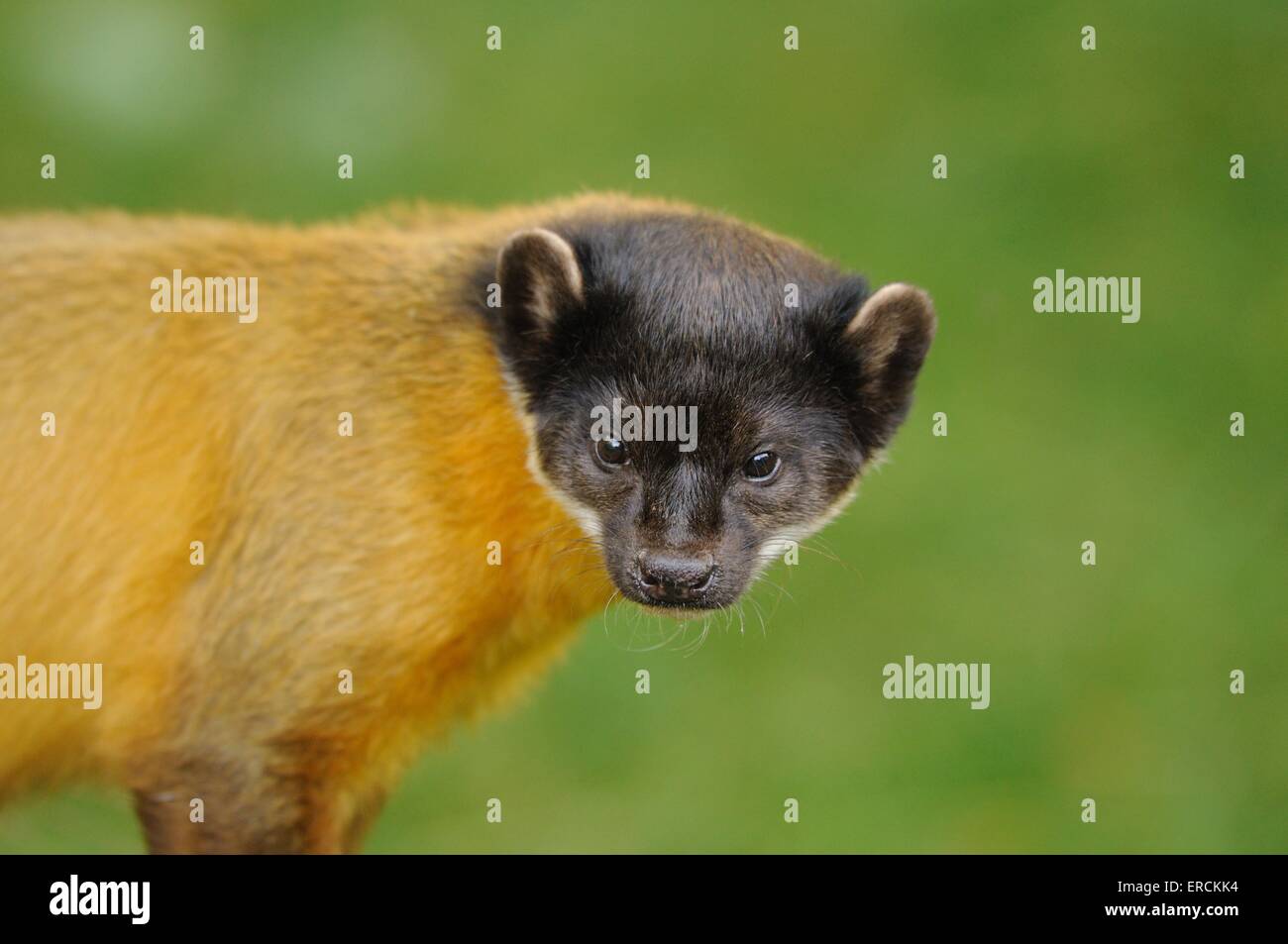Marten head hi-res stock photography and images - Alamy