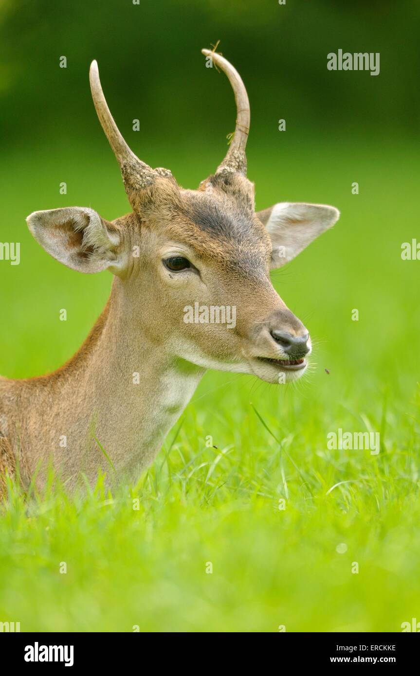 Deer fallow heads hi-res stock photography and images - Alamy