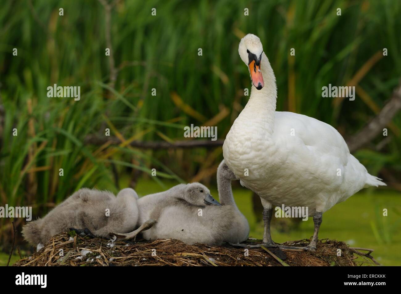 Nesting mute swans hi-res stock photography and images - Alamy