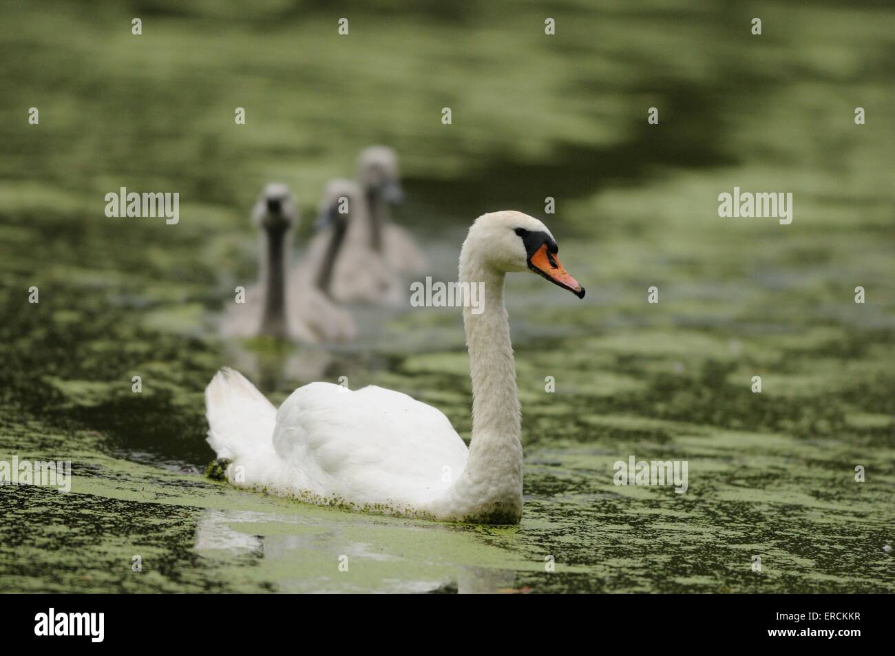 Immature swans hi-res stock photography and images - Alamy
