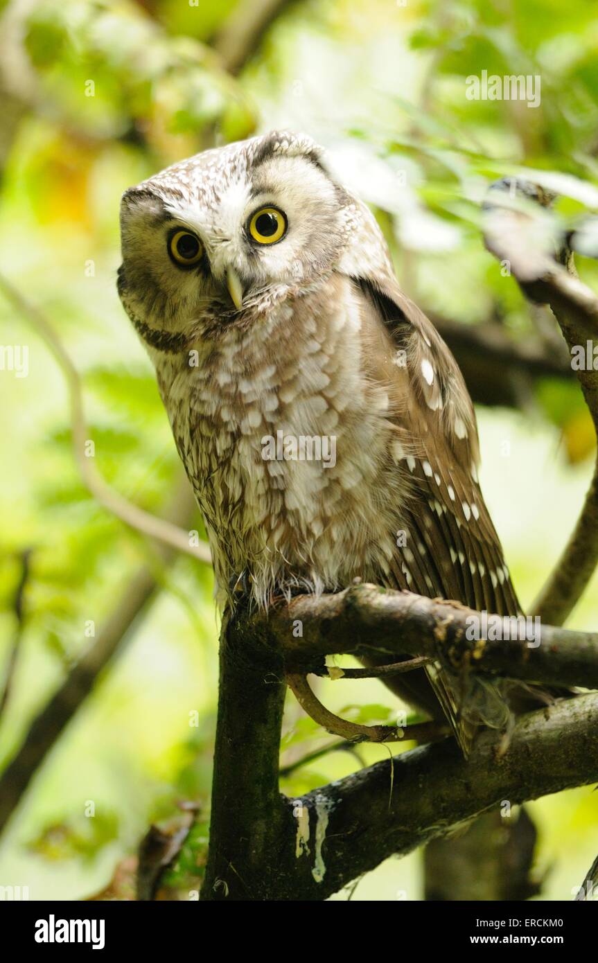 Boreal owl hi-res stock photography and images - Alamy