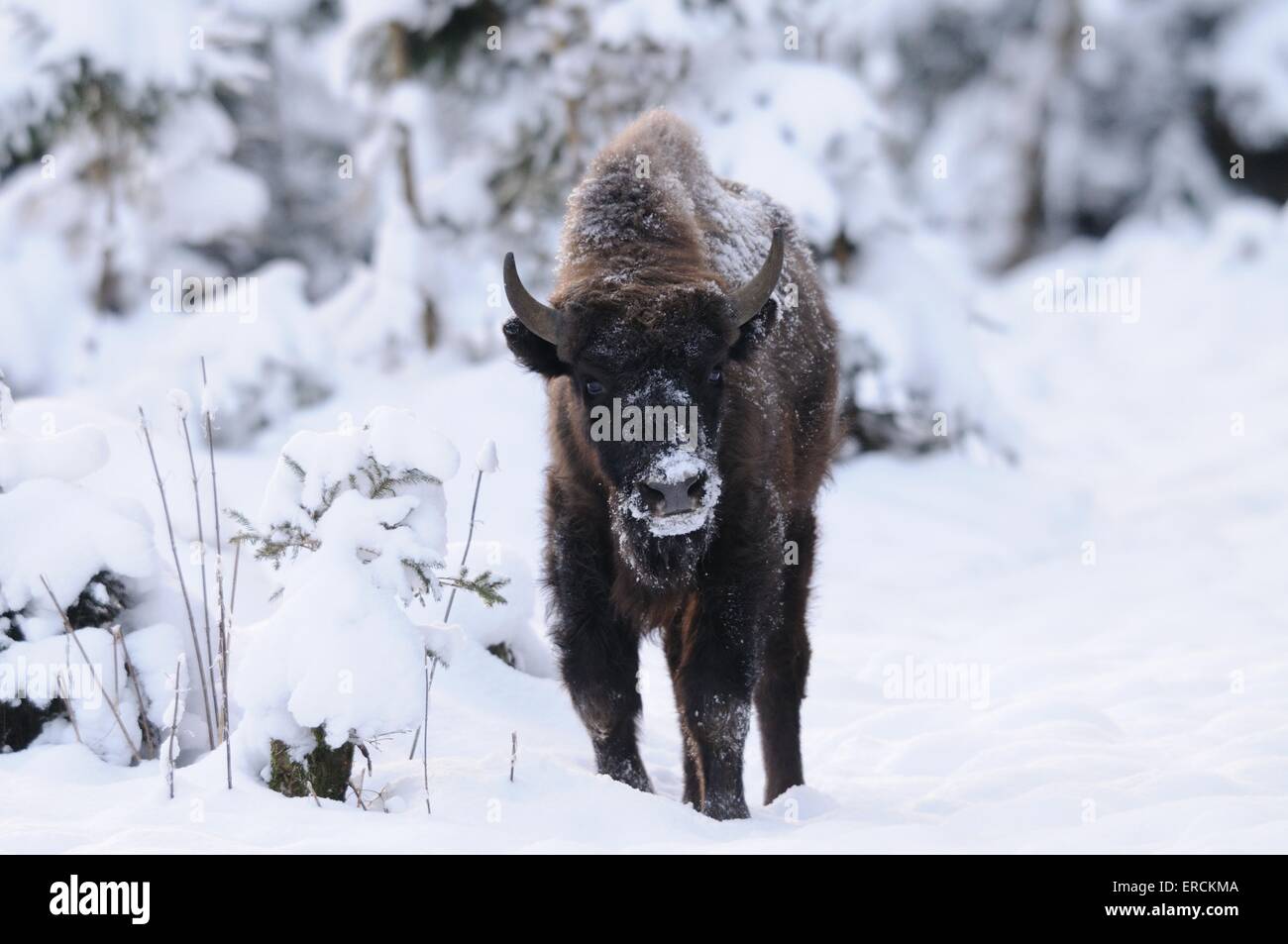 Bison walk hi-res stock photography and images - Alamy