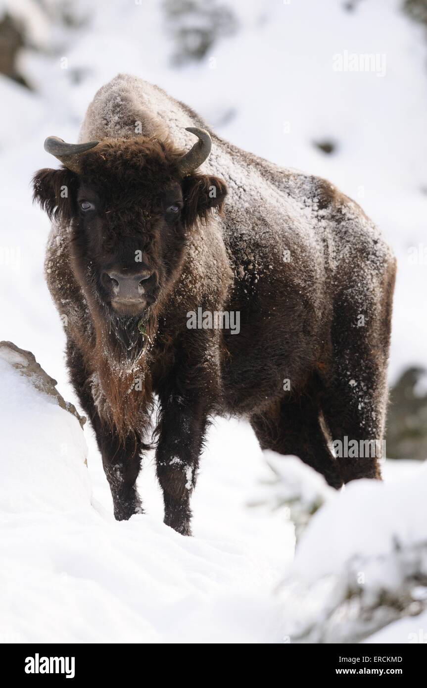 Bison bonasus hi-res stock photography and images - Alamy