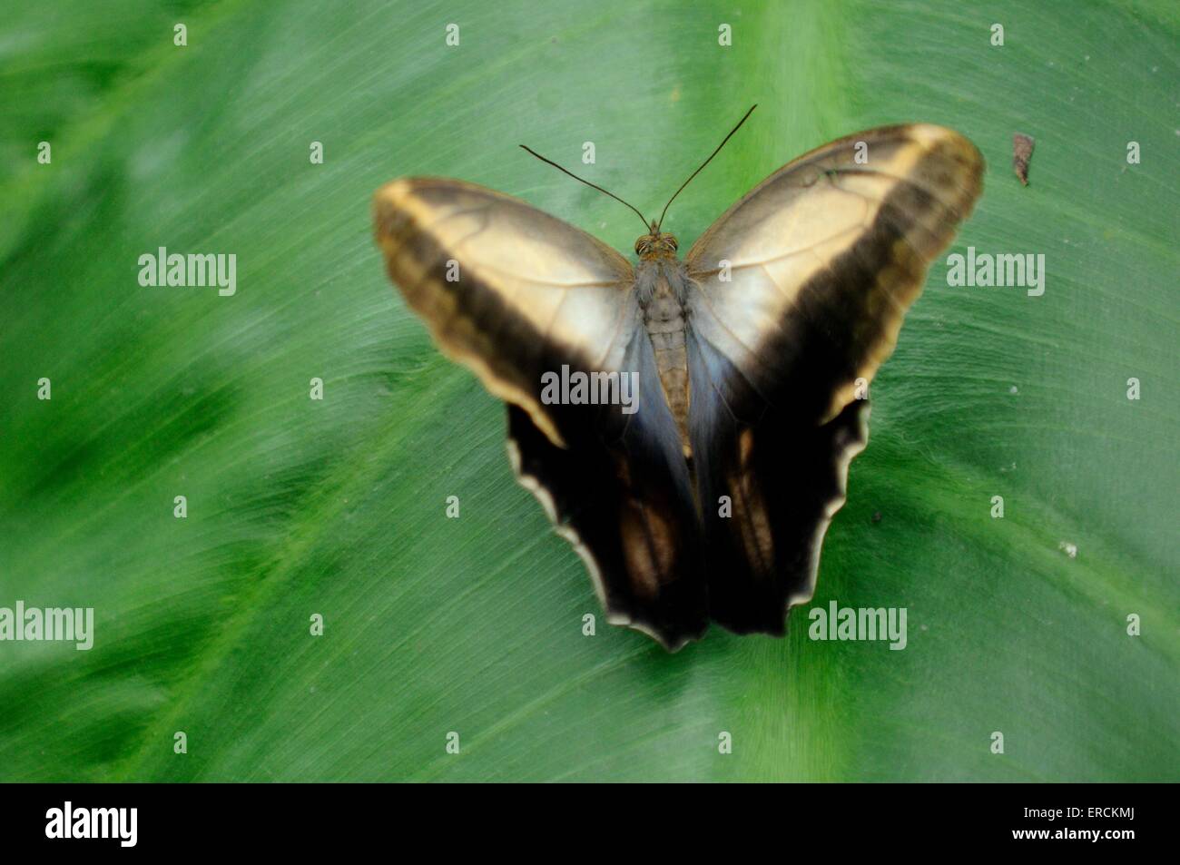 Butterfly lepidoptera neoptera pterygota insecta hexapoda arthropoda hi ...