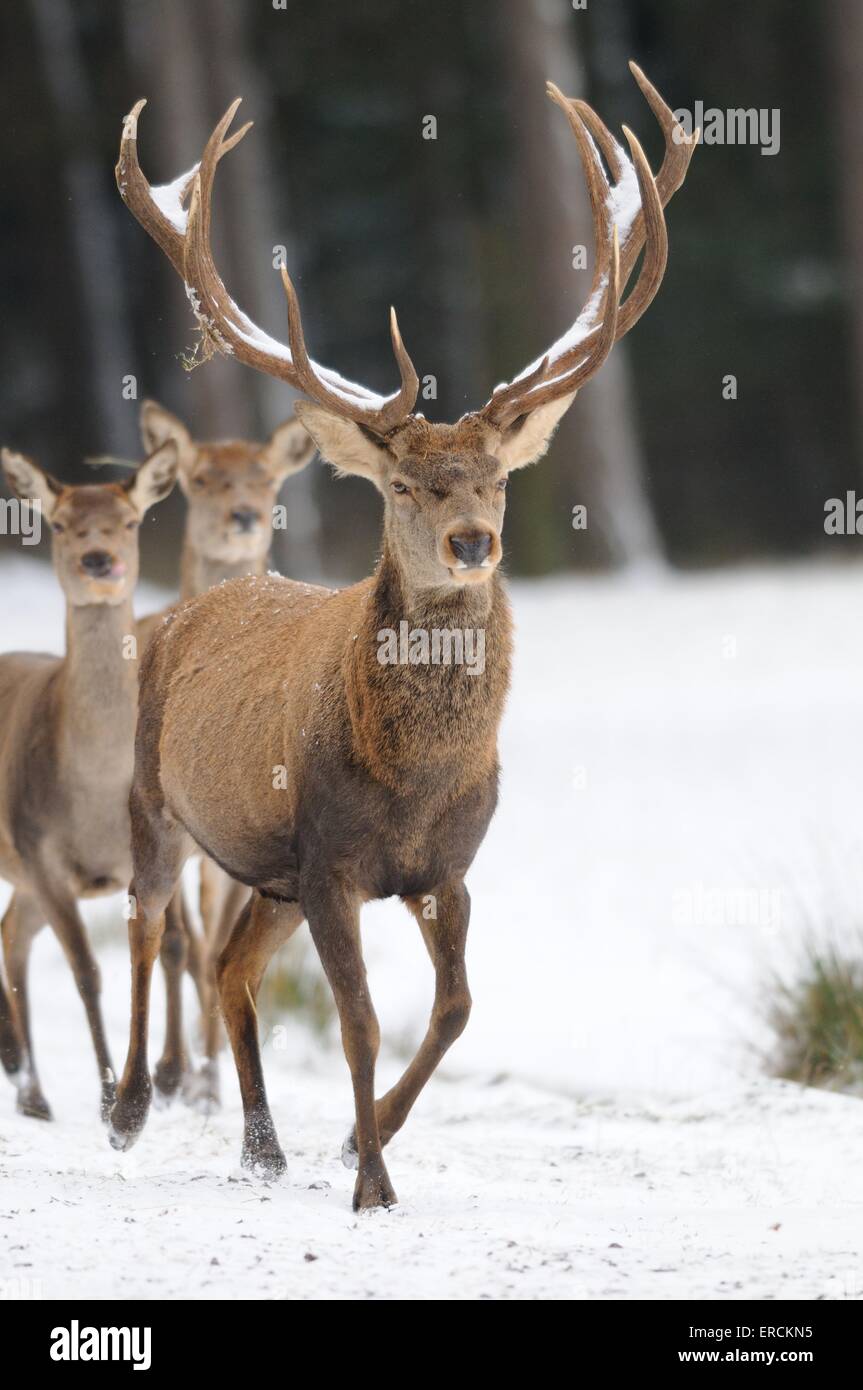 Red deer trotting hi-res stock photography and images - Alamy