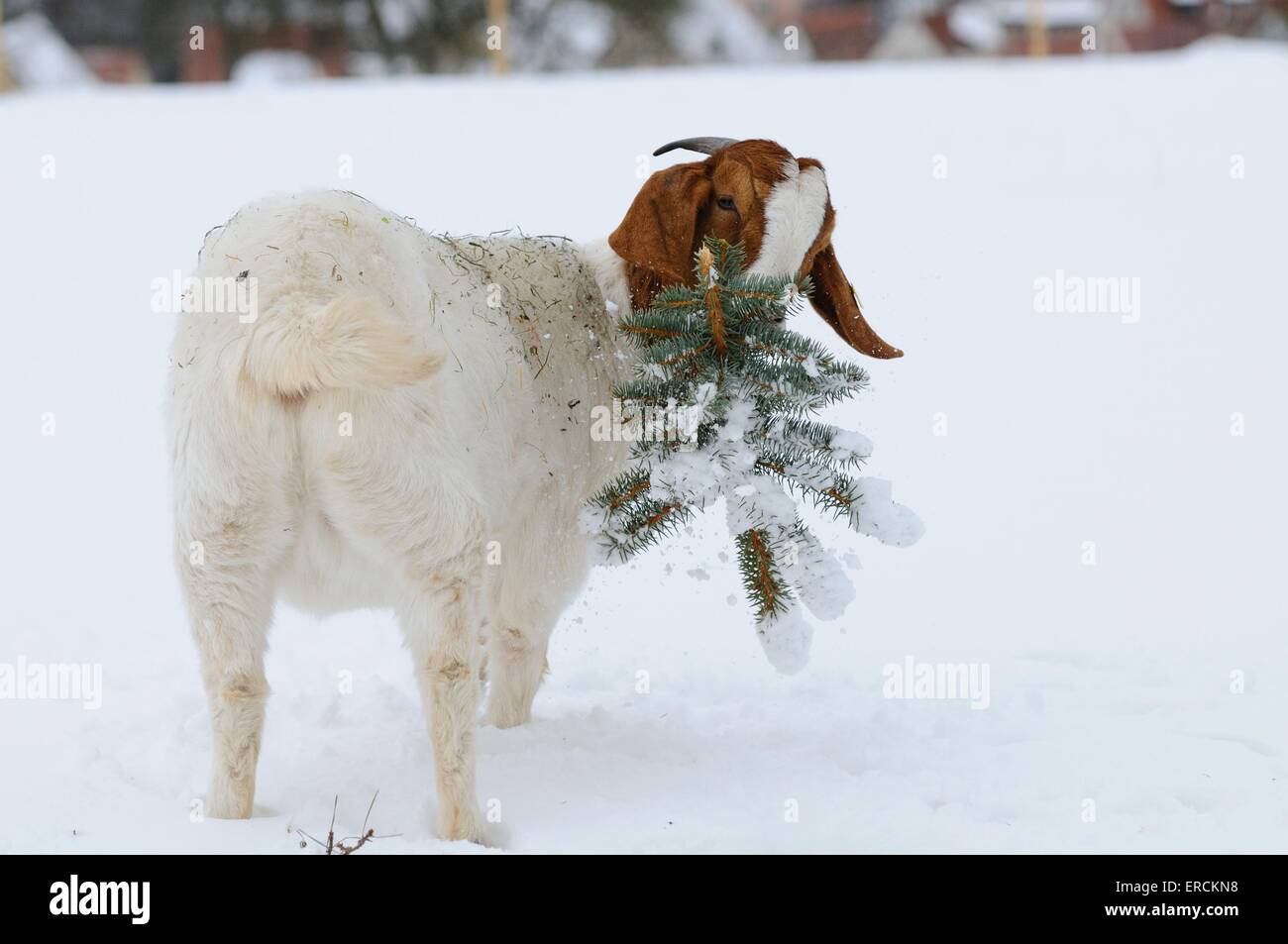 Goat standing snow hi-res stock photography and images - Alamy