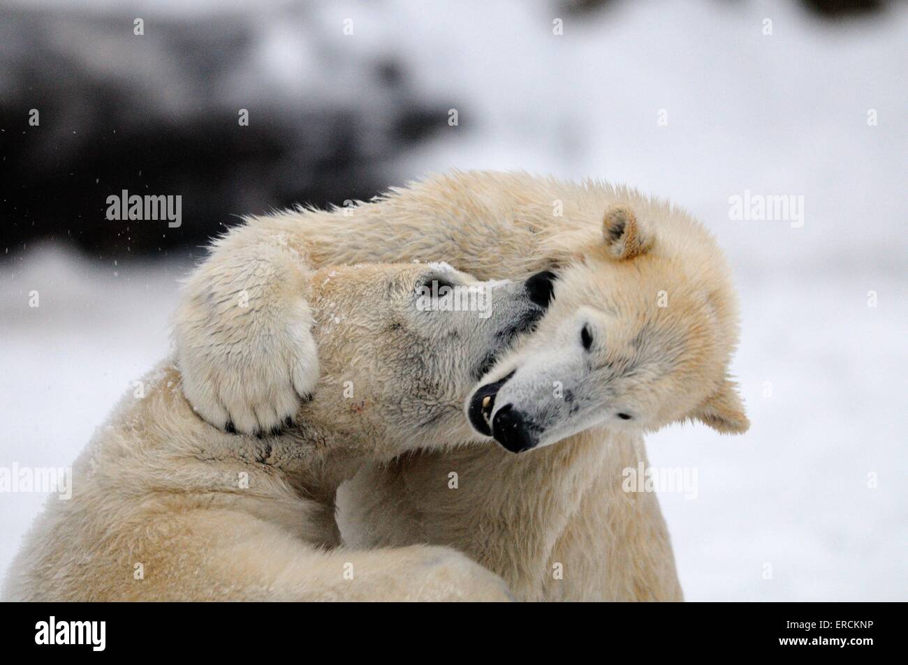 Ice bears hi-res stock photography and images - Alamy