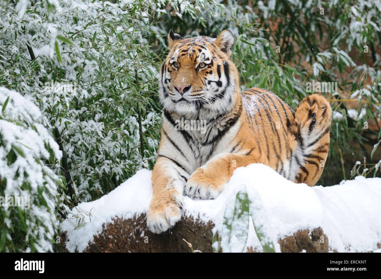 Siberian tigers snow hi-res stock photography and images - Alamy