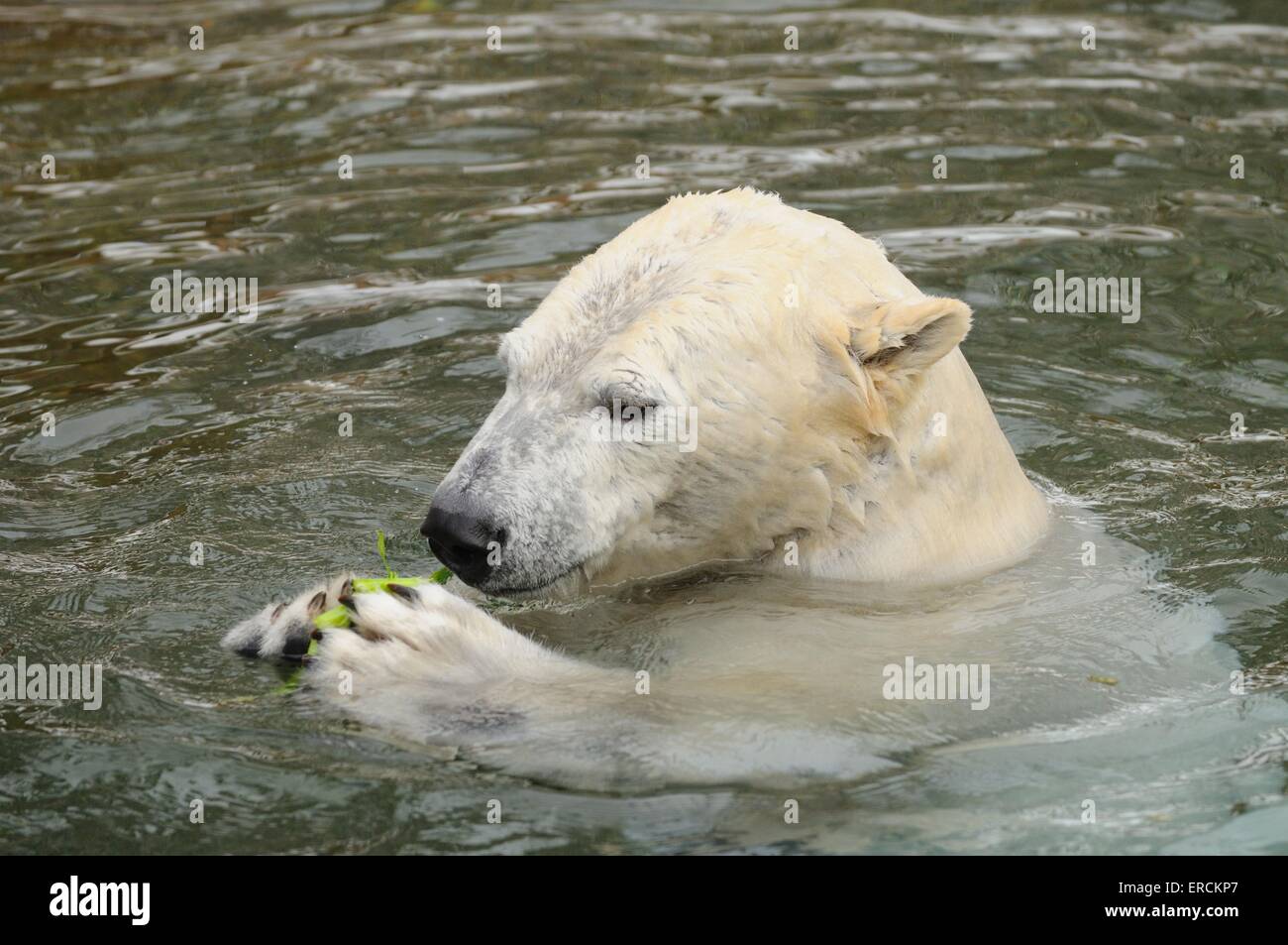 Ice bath outdoors hi-res stock photography and images - Alamy