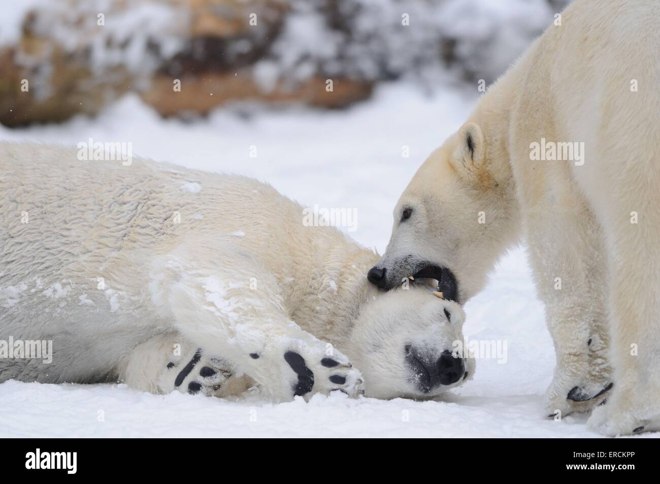 Ice bears hi-res stock photography and images - Alamy