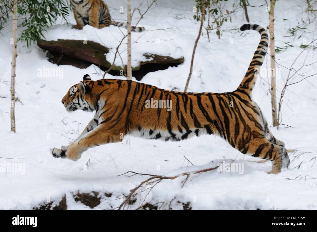 Tiger running side profile hi-res stock photography and images - Alamy
