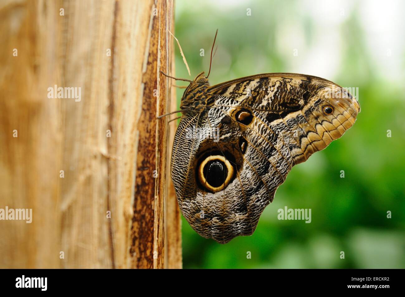 Pterygota butterfly tracheata hi-res stock photography and images - Alamy