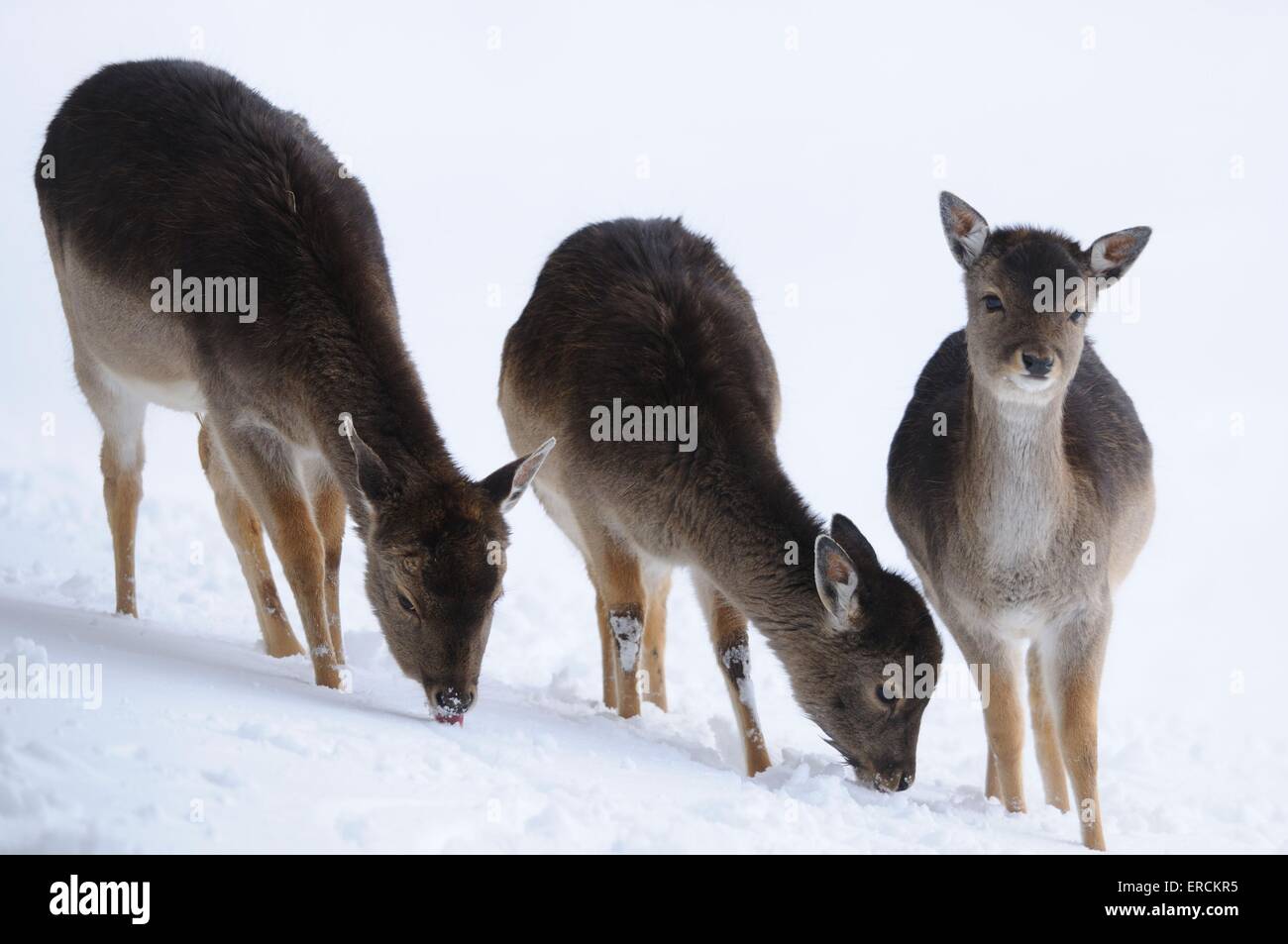Deer winter forage hi-res stock photography and images - Alamy