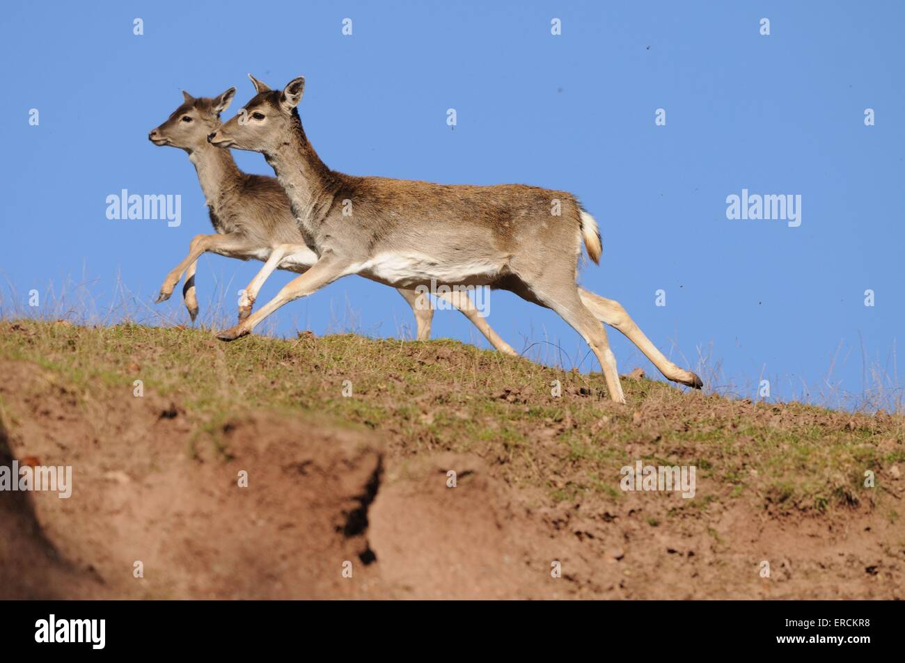 Fallow deer side view profile view hi-res stock photography and images ...