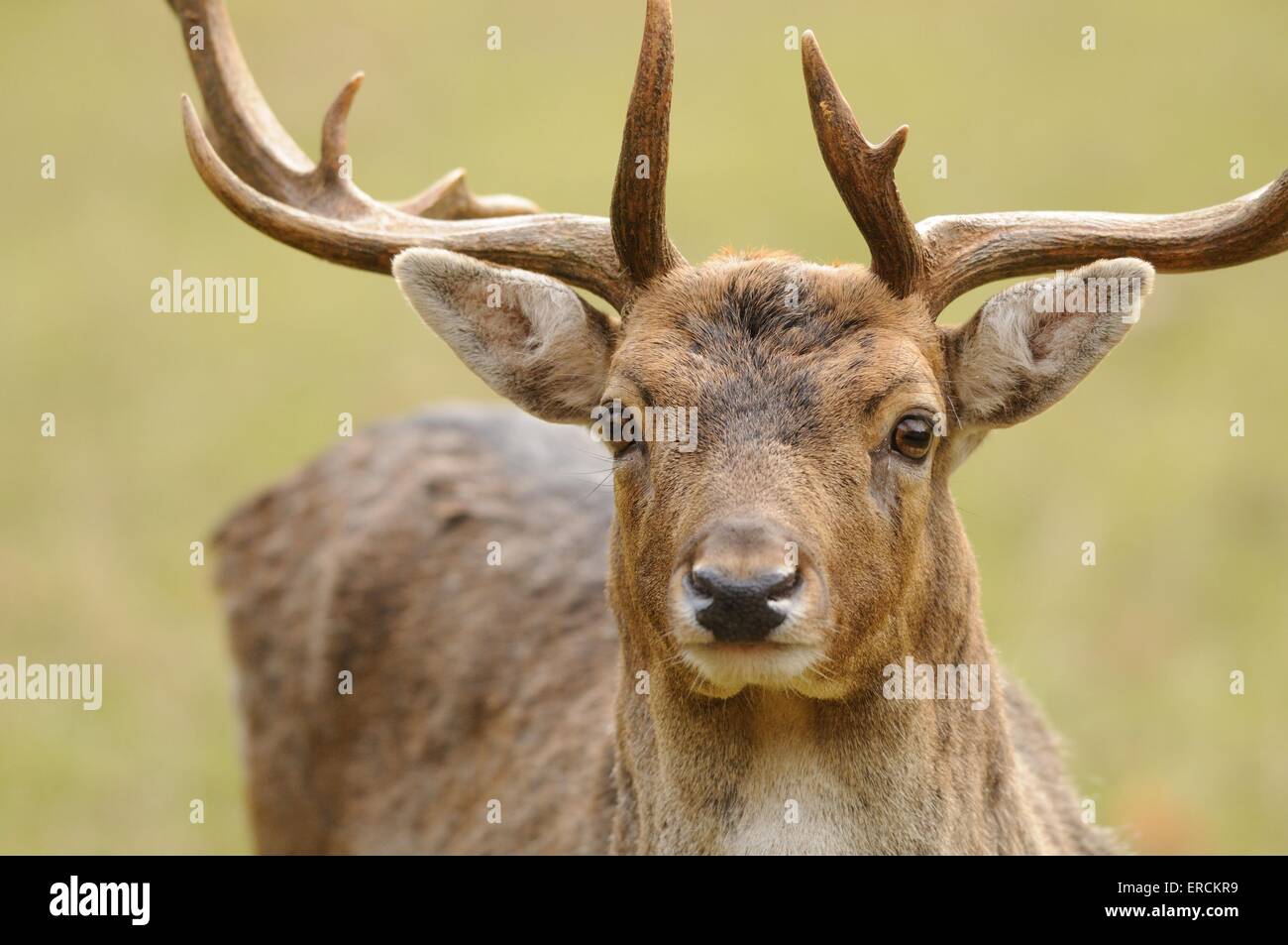 Fallow deer hi-res stock photography and images - Alamy
