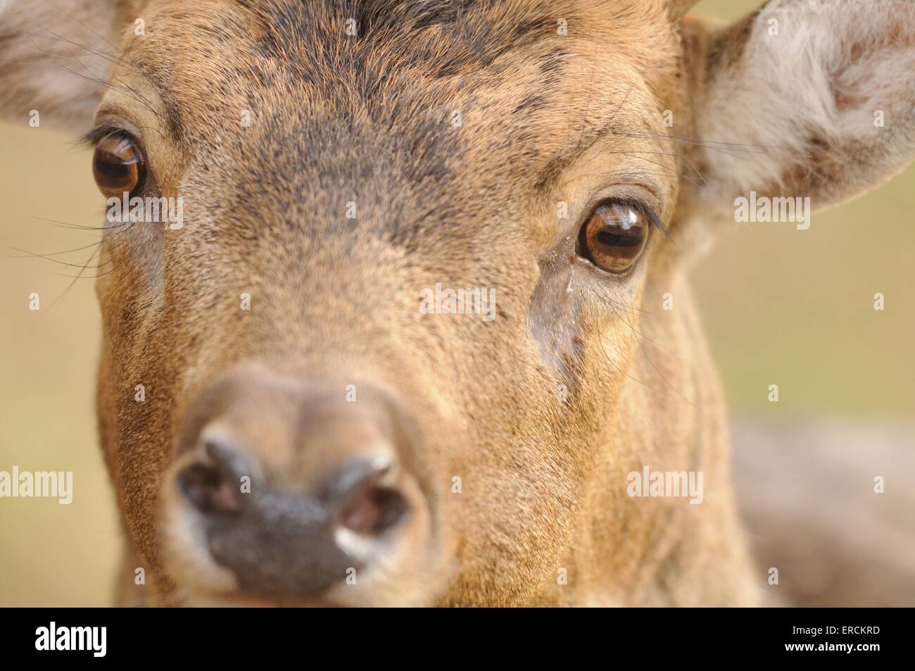 Fallow detail hi-res stock photography and images - Alamy