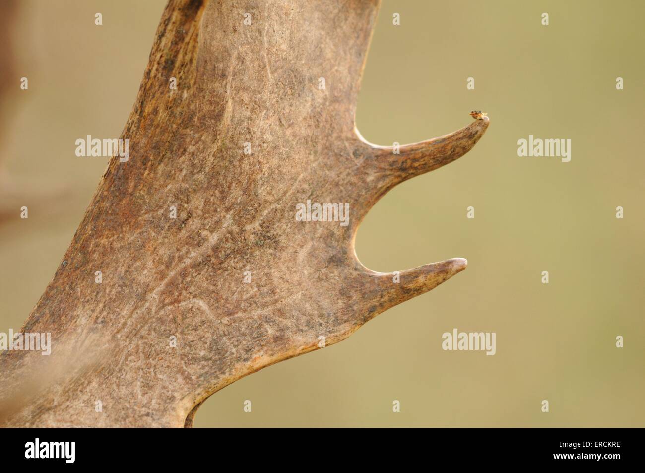 Fallow detail hi-res stock photography and images - Alamy