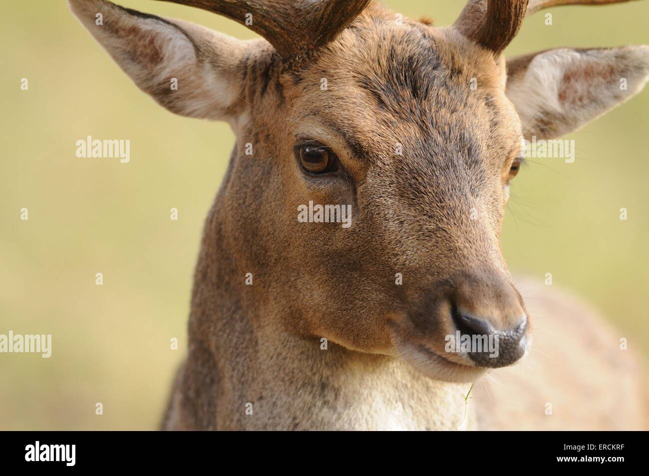Deer fallow heads hi-res stock photography and images - Alamy