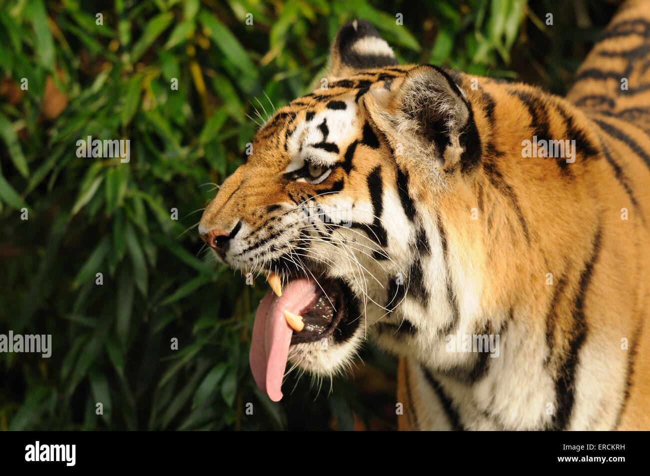 Hissing tiger hi-res stock photography and images - Alamy