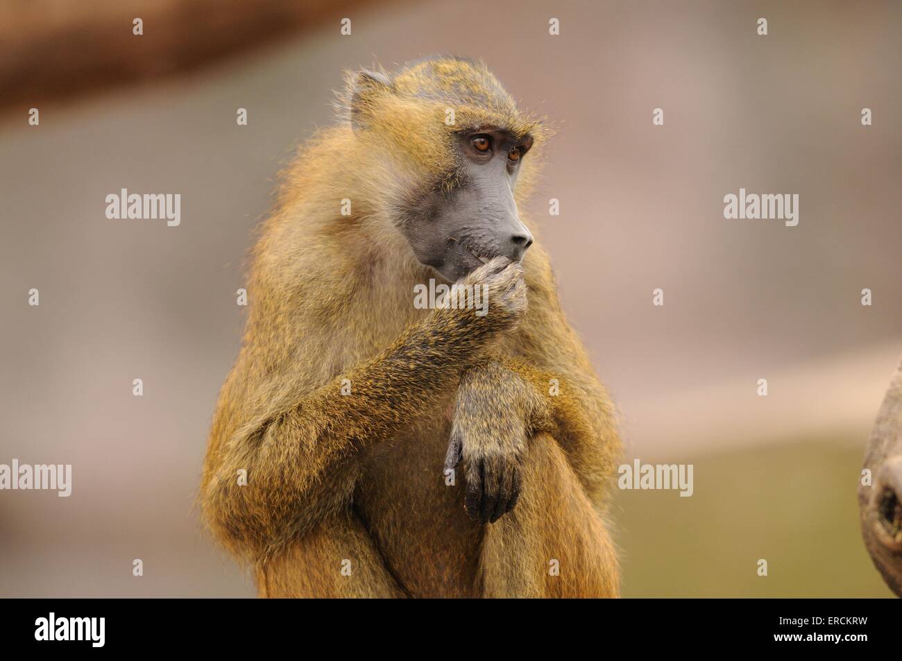 Baboon eat hi-res stock photography and images - Alamy