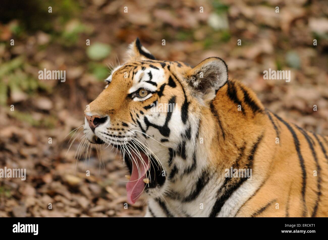 Side view siberian tiger yawning hi-res stock photography and images ...